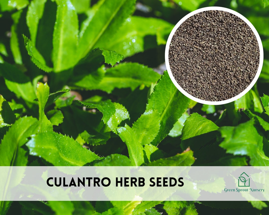1000+ Culantro Recao Seeds Heirloom Herb Non-gmo - Etsy
