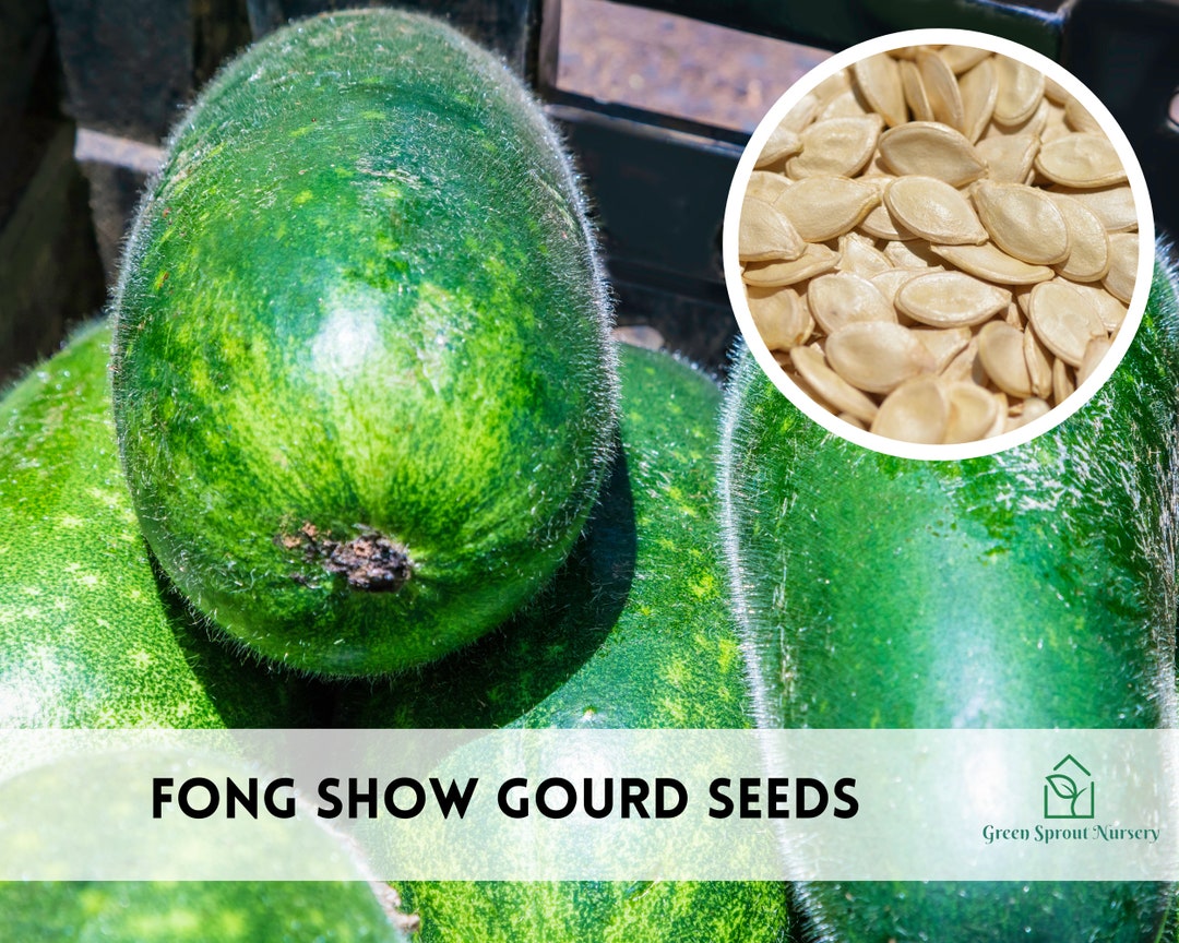 Fong Show Gourd Seeds, F1 Hybrid Non-gmo (20+ Seeds) - Etsy
