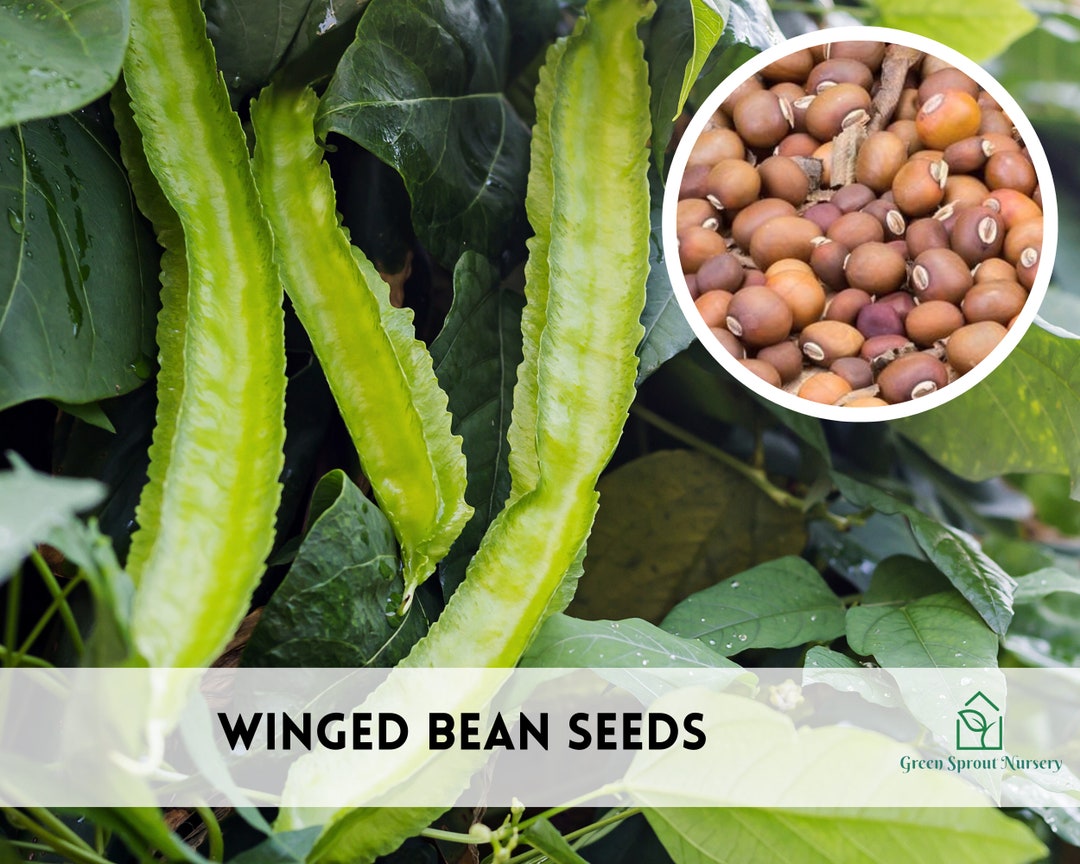 Winged Bean Seeds, Heirloom Non-gmo (25+ Seeds) - Etsy