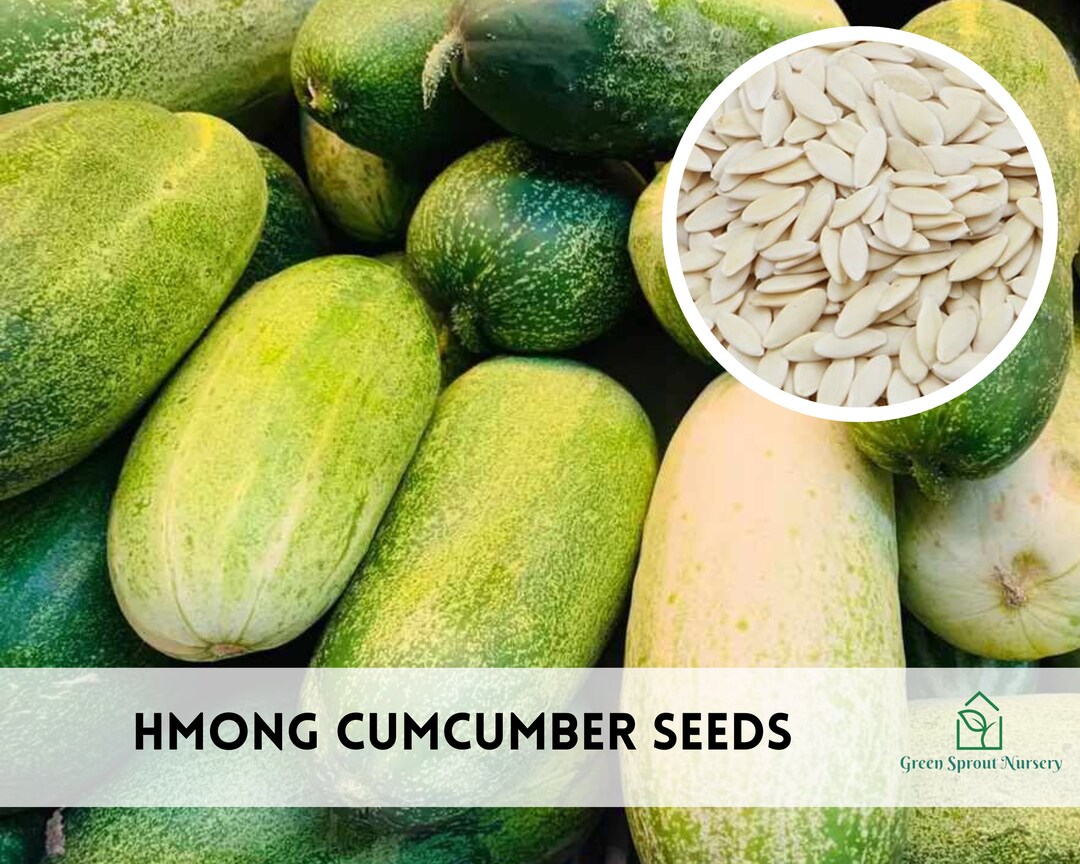 50+ Hmong Cucumber 'dib Hmoob' Seeds Heirloom Non-gmo - Etsy