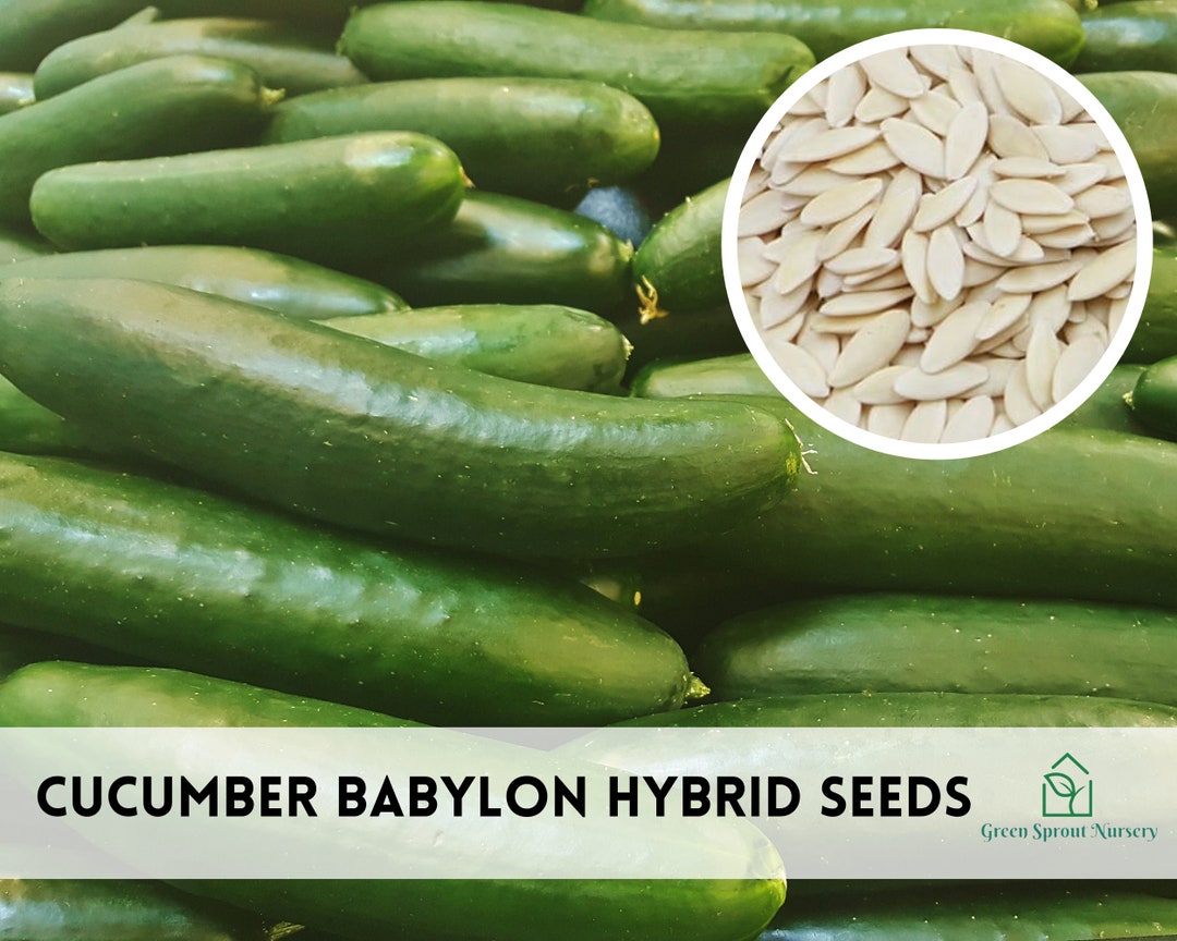25+ Cucumber Babylon Hybrid Seeds Non-gmo - Etsy