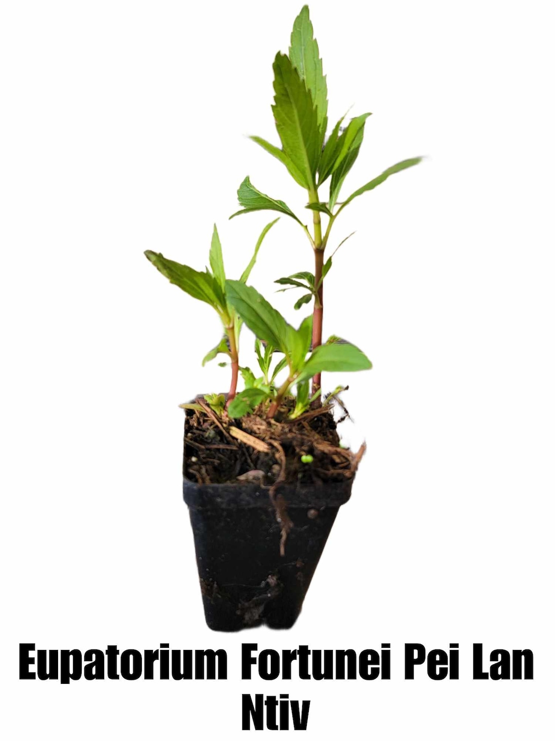 Eupatorium Fortunei - Ntiv Hmong Tshuaj Herbs Starter Live Plant (2.5 ...