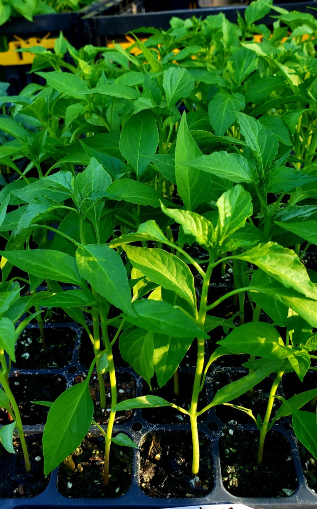 Red Thunder Mountain Longhorn Pepper Starter Live Plant - 2.5" Pot - Etsy