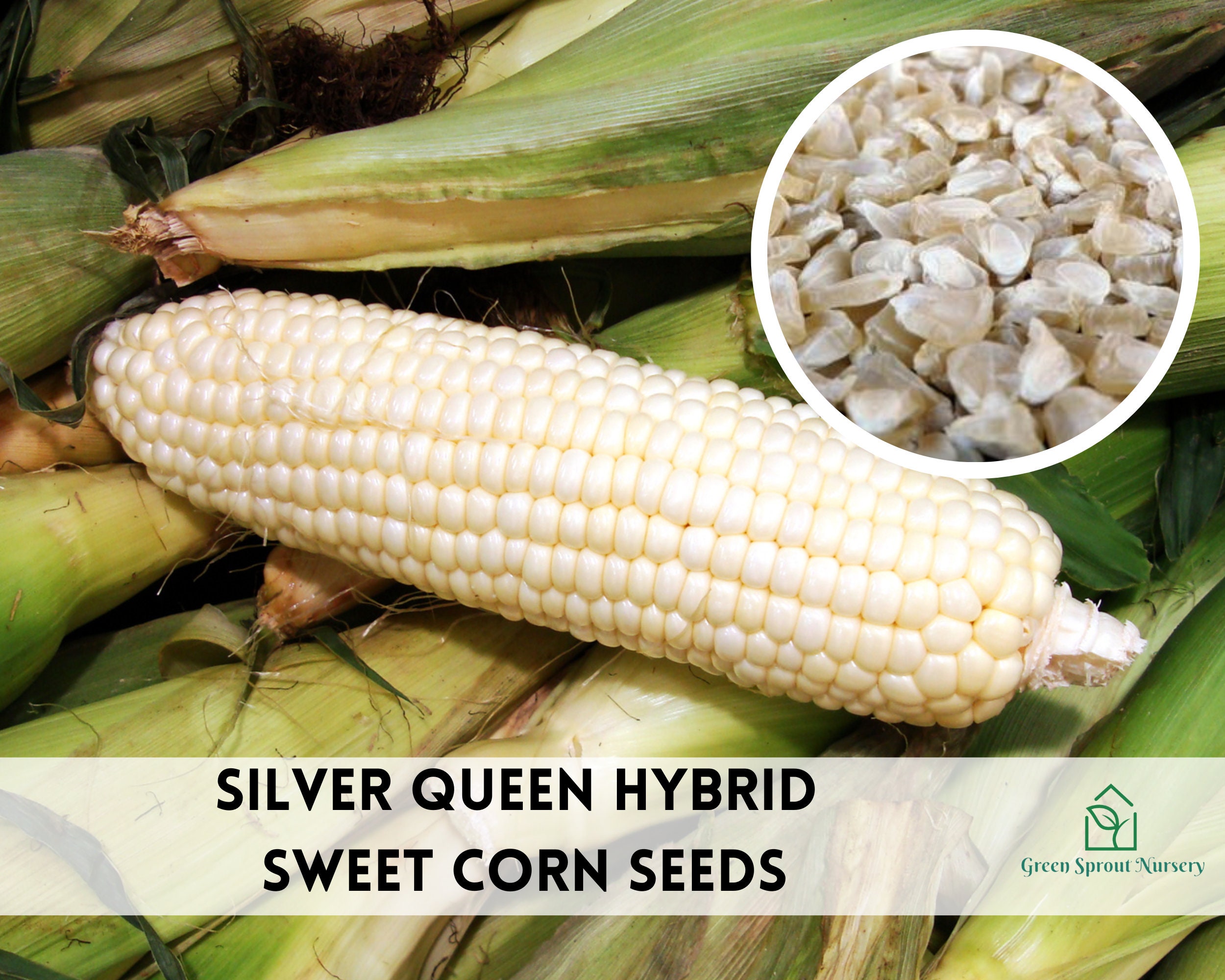 Corn Silver Queen Sweet Hyb (white) Seeds, Non-gmo (150+ Seeds) - Etsy