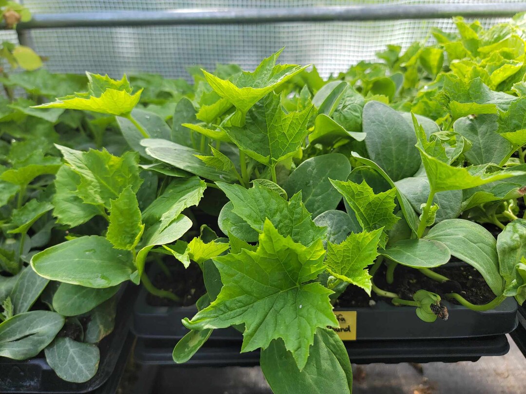 Ridge Gourd Luffa, Loofah Sponge - Flat, Starter Live Plants - 4 ...