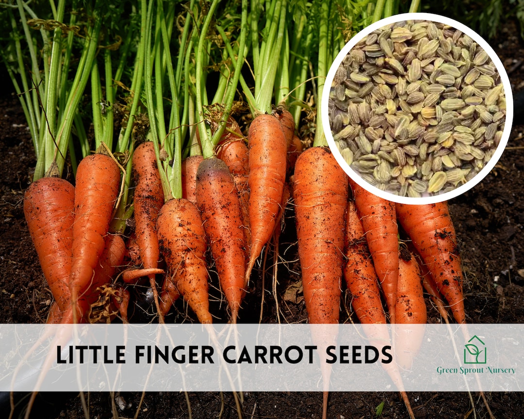 Carrot, Little Finger Seeds, Heirloom Non-gmo (100+ Seeds) - Etsy