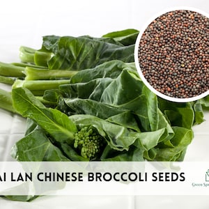 Gai Lan Chinese Broccoli Seeds, Heirloom Non-gmo (1200+ Seeds) - Etsy
