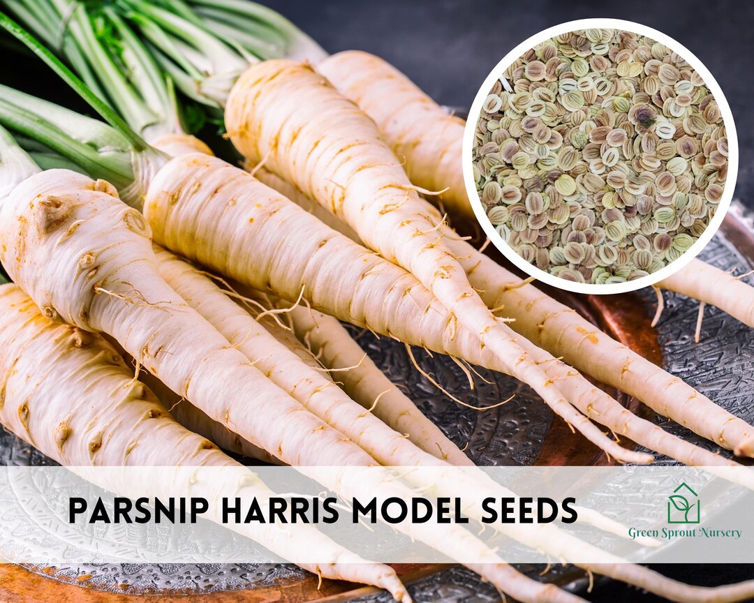 200+ Parsnip Harris Model Seeds Heirloom Non-gmo - Etsy