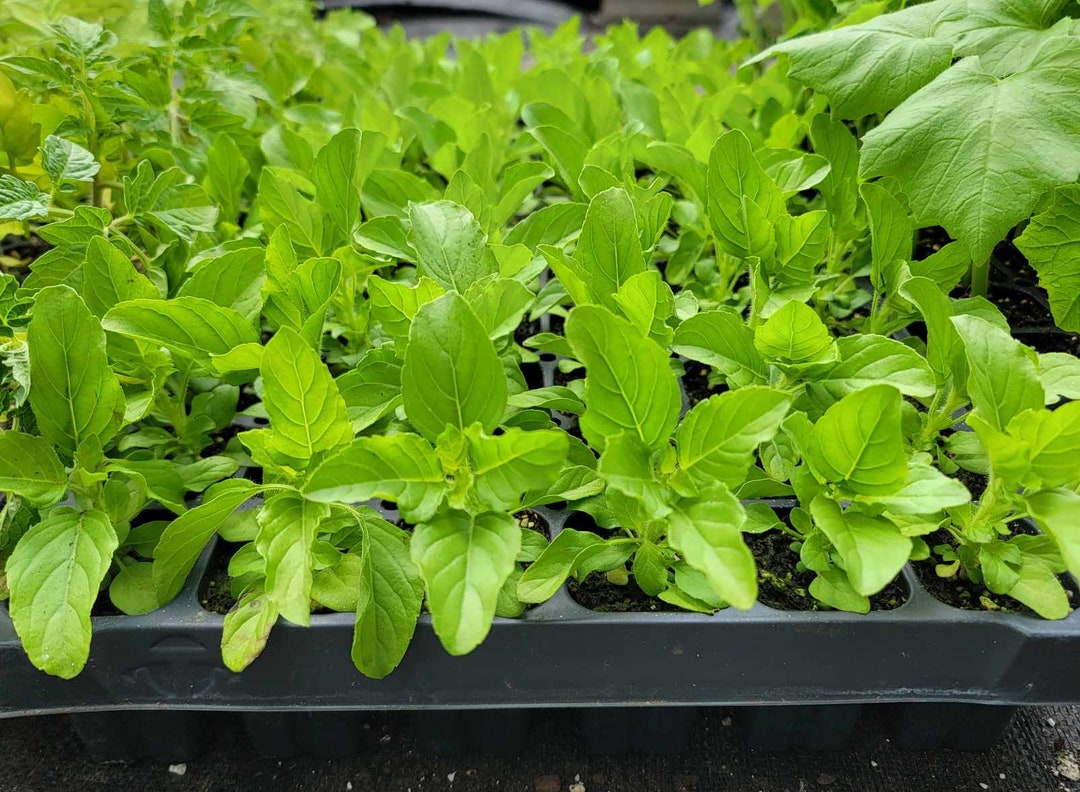 Green Thai Holy Basil, Kras Pao Pakapao Herb Starter Live Plants - 4 ...