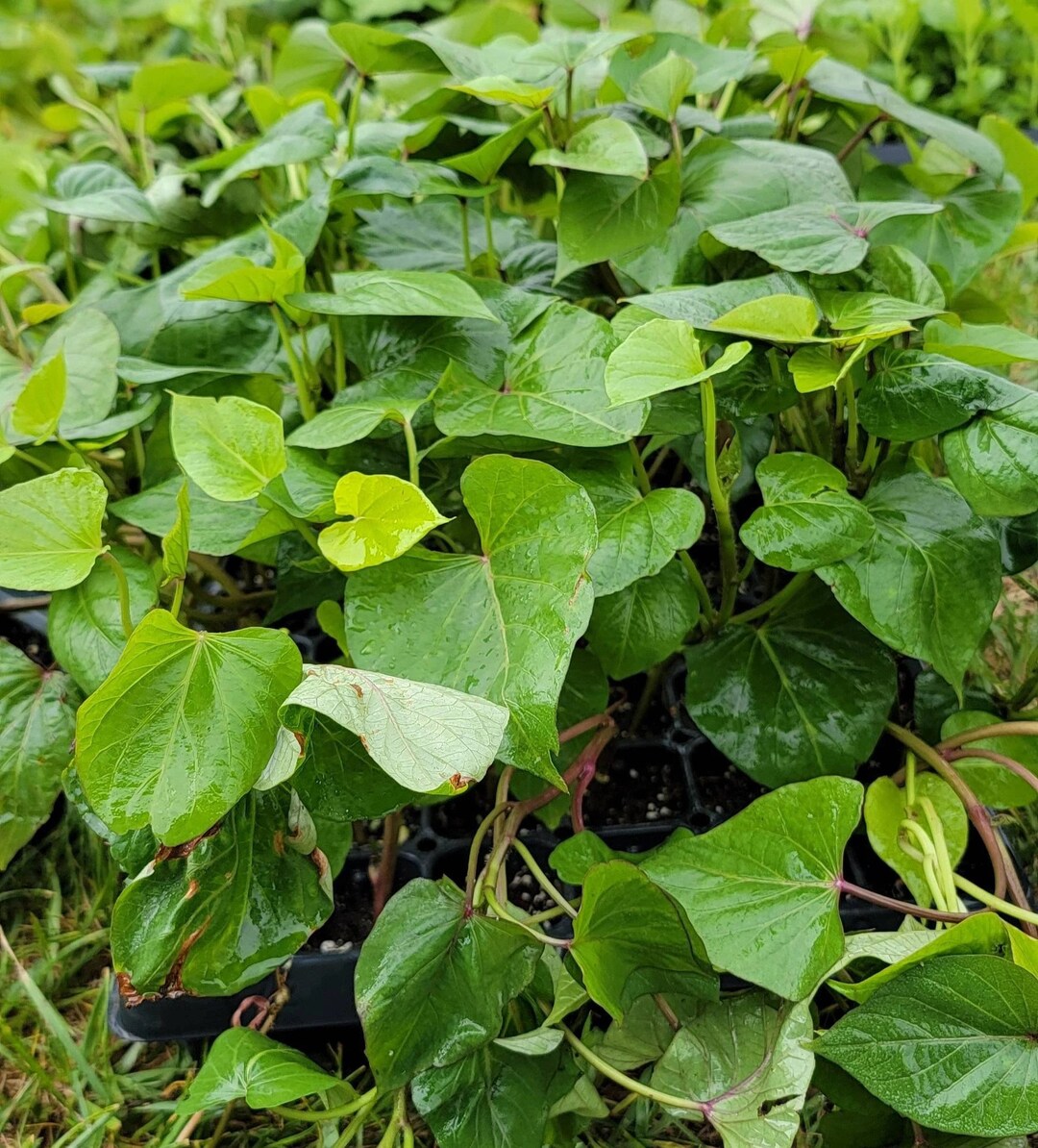 Japanese Sweet, Red Skin Yellow Flesh Potato Starter Live Plants - 4 ...