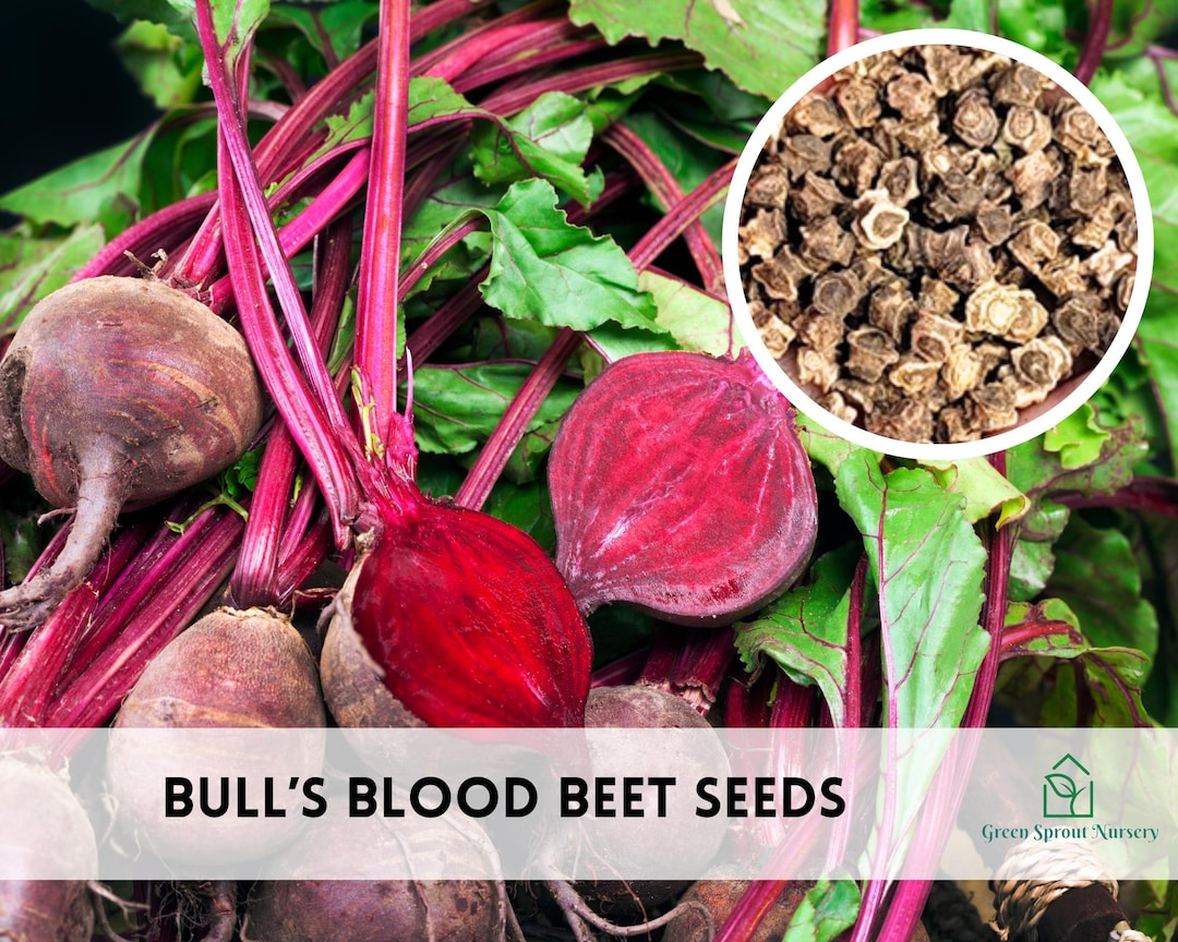 Beets Bull's Blood Mix Seeds, Heirloom Non-gmo (50+ Seeds) - Etsy