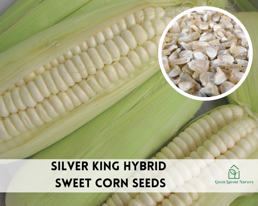 Corn Silver King Sweet Hyb (white) Seeds, Non-gmo (150+ Seeds) - Etsy