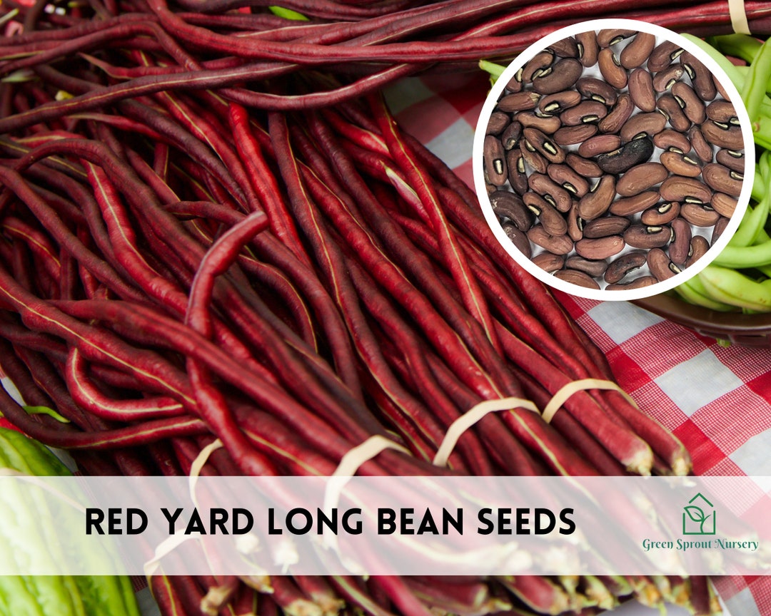 Red Yard Long Bean Seeds, Heirloom Non-gmo (50+ Seeds) - Etsy
