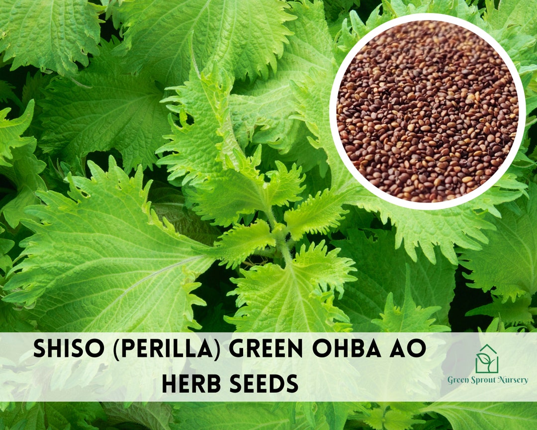 100+ Shiso (perilla) - Green Ohba Ao Seeds Herb Heirloom Non-gmo - Etsy