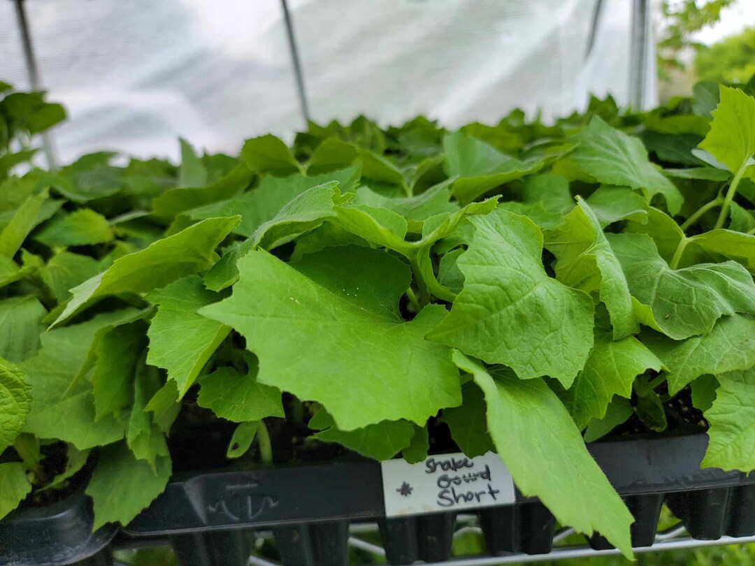 Snake Gourd (short) Squash Starter Live Plants - 4 Seedlings - Etsy