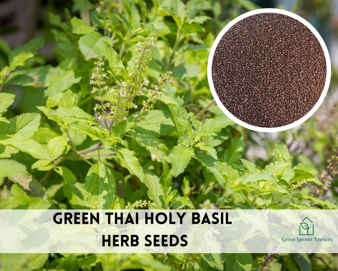 1000+ Green Thai Holy Basil, Kras Pao Pakapao Tulsi Ocimum Tenuiflorum ...