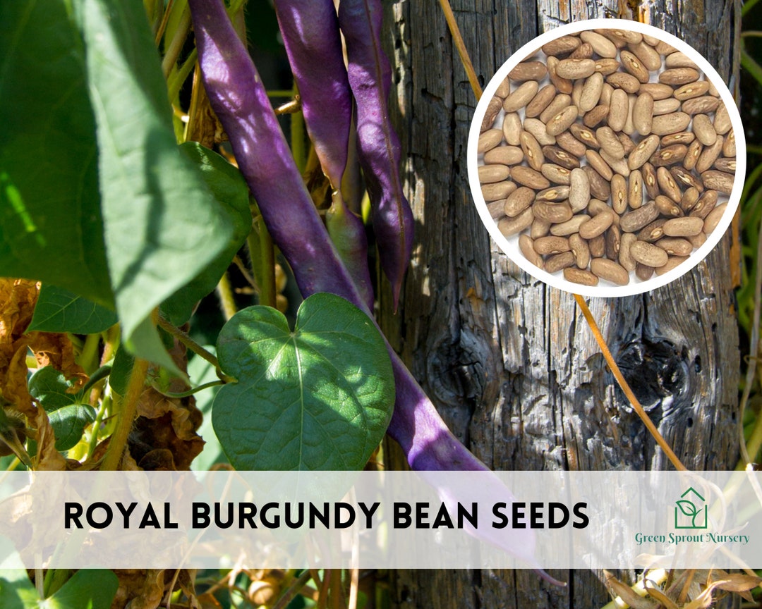 Royalty Burgundy Purple Pod Bean (bush) Seeds, Heirloom Non-gmo (25 ...