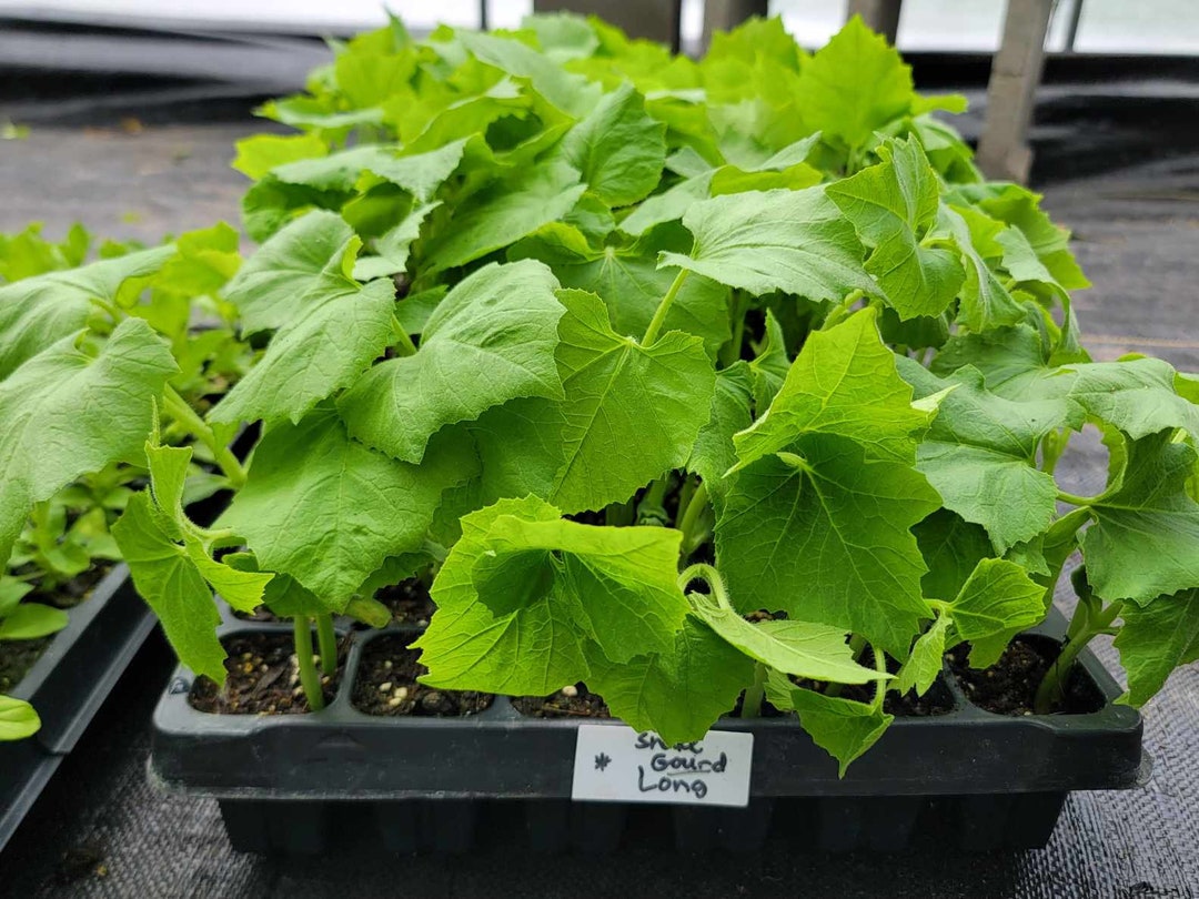 Snake Gourd (long) Squash Starter Live Plants - 4 Seedlings - Etsy
