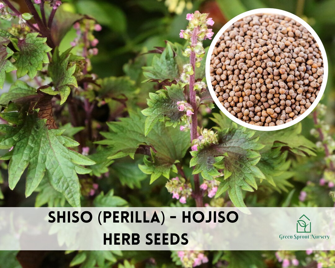 100+ Shiso (perilla) - Hojiso Seeds Herb Heirloom Non-gmo - Etsy