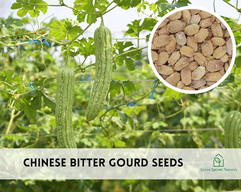 10 Chinese Bitter Gourd, Bitter Melon Seeds Non-gmo - Etsy