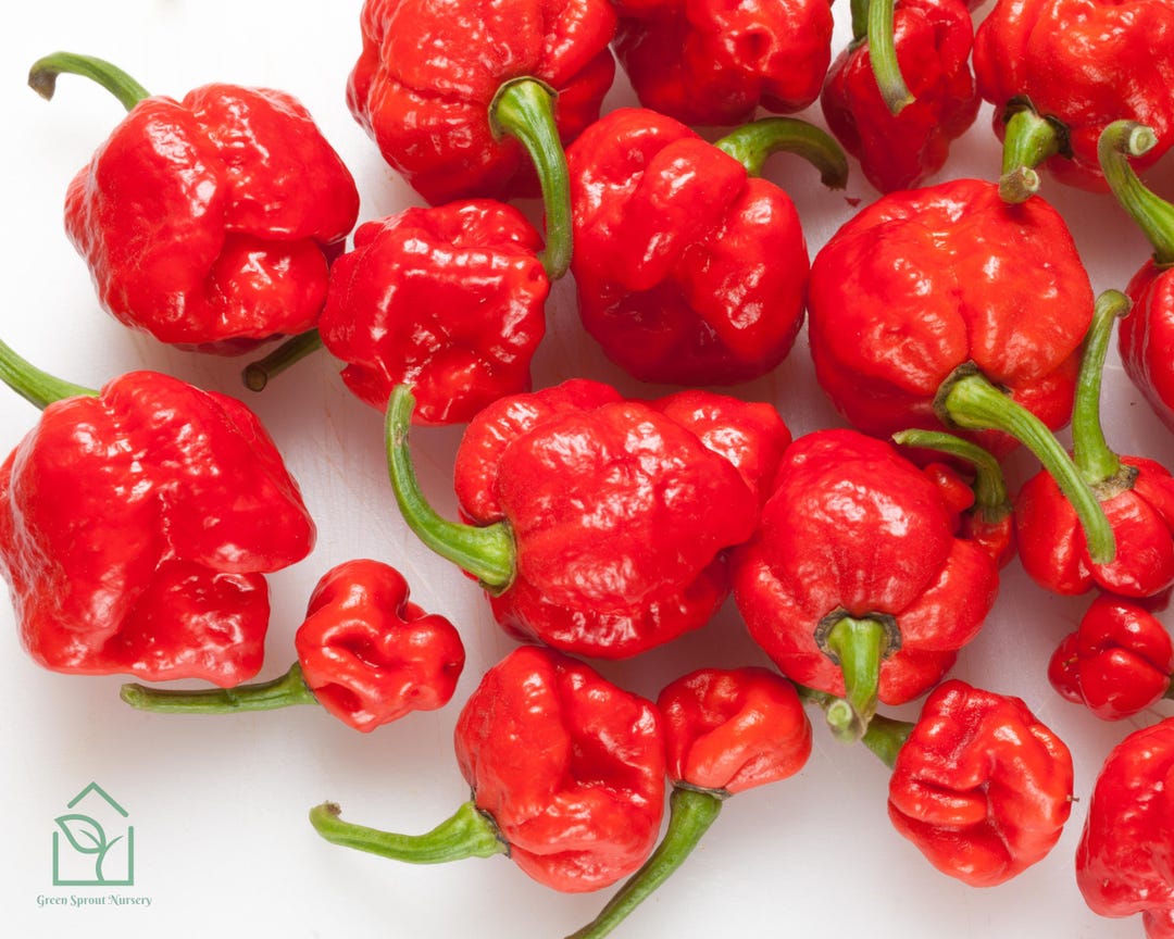 Scorpion (trinidad Moruga) Pepper Starter Live Plants - 2.5" Pot - Etsy