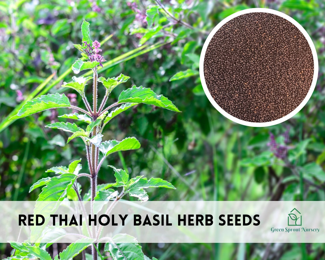 1000+ Red Thai Holy Basil, Kras Pao Pakapao Tulsi Ocimum Tenuiflorum ...