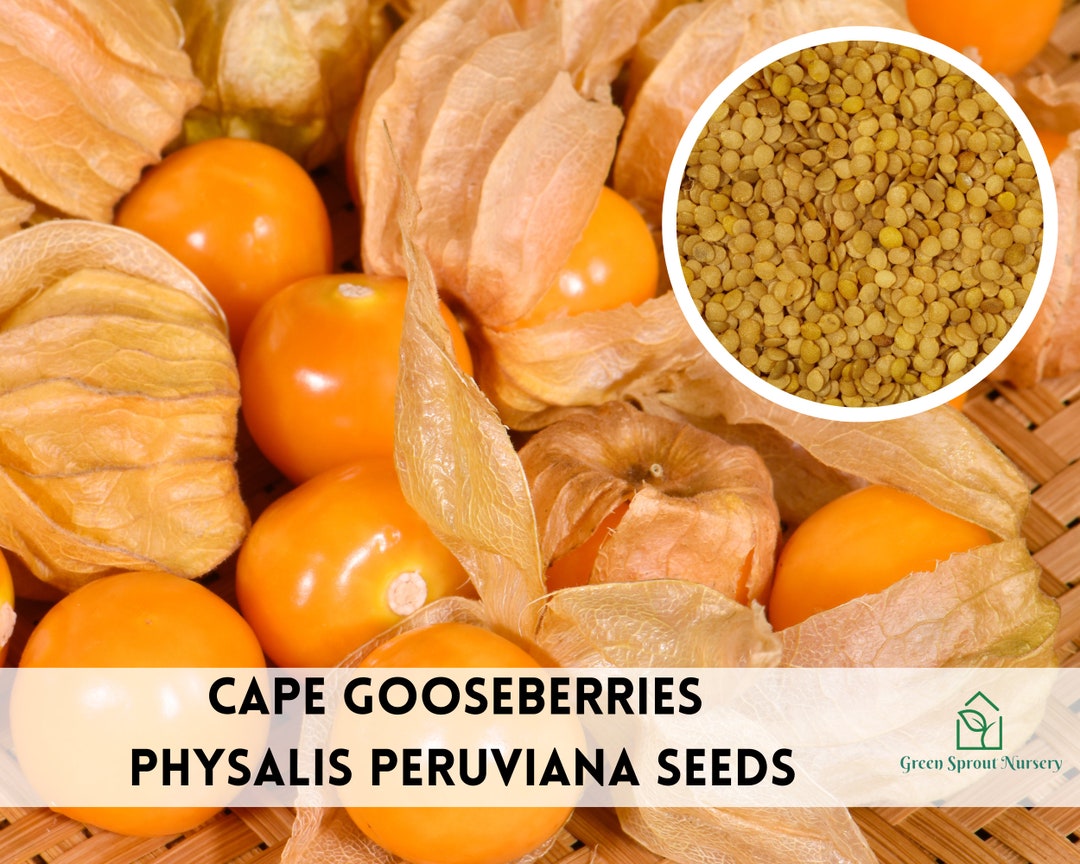 Cape Gooseberries, Ground Cherry Tomatillo, Physalis Peruviana Seeds ...