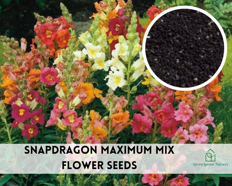 Snapdragon Maximum Mix Flower Seeds, Heirloom Non-gmo (1000+ Seeds) - Etsy