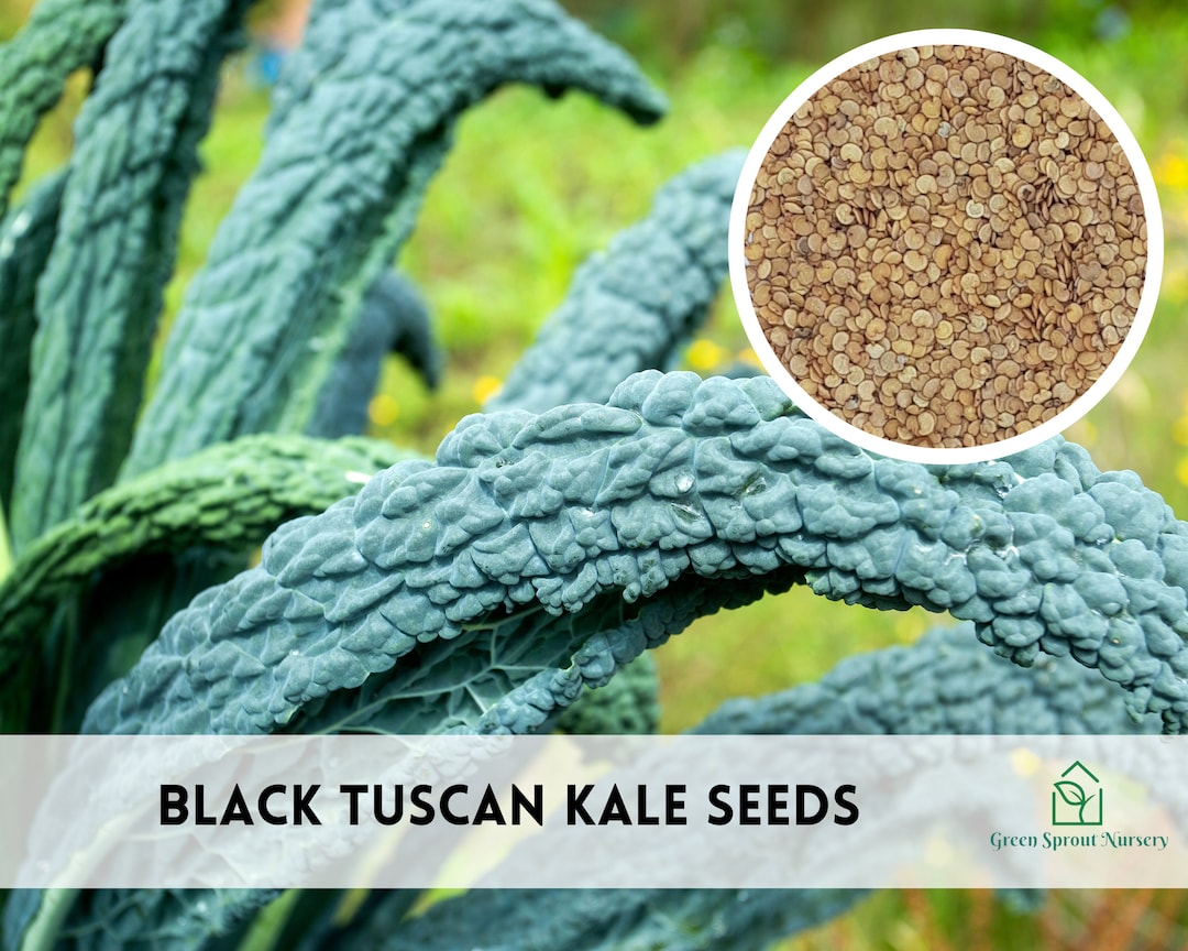 100+ Lacinato, Black Tuscan Kale Seeds Heirloom Non-gmo - Etsy