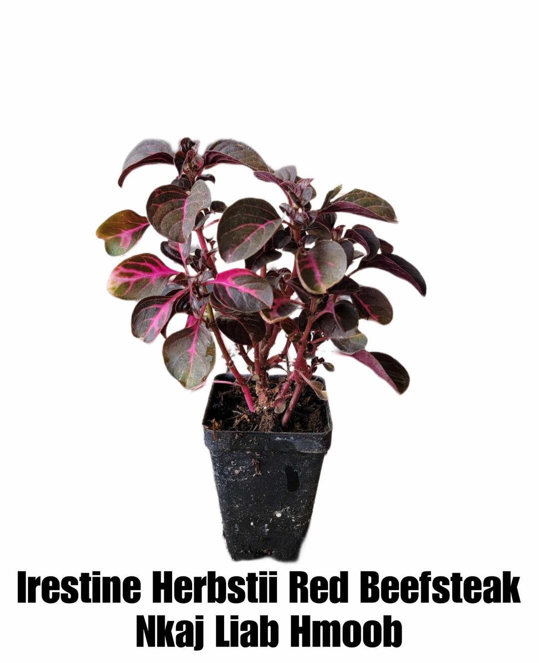 Iresine Herbstii, Red Beefsteak - Nkaj Liab Hmoob Hmong Tshuaj Herbs ...