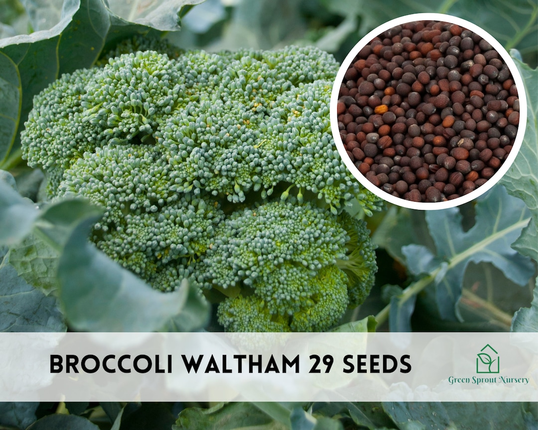 300+ Broccoli Waltham 29 Seeds Heirloom Non-gmo - Etsy