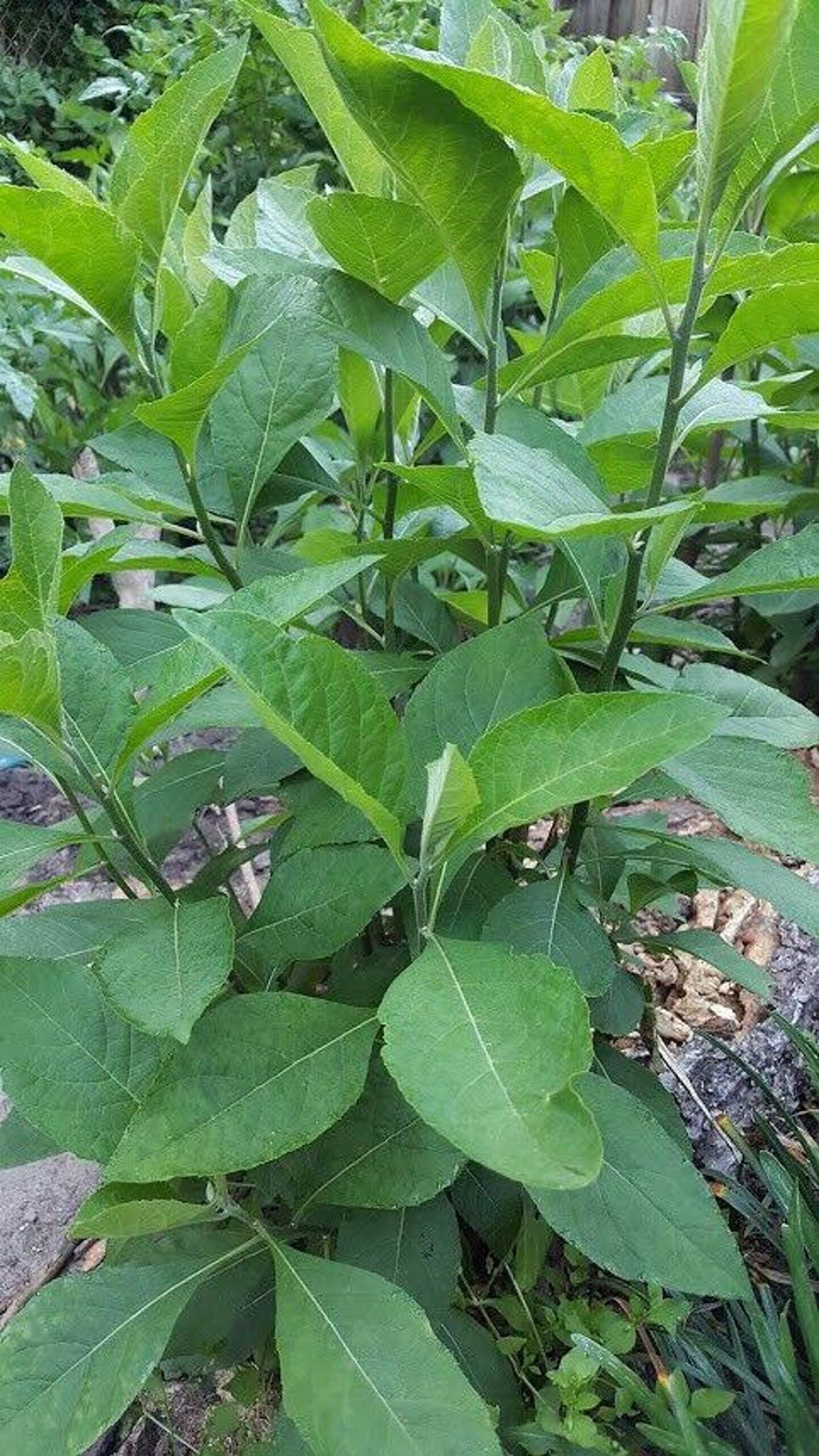 African Bitter Leaf, Veronia Amygdalina, Ntoo Iab Live Plant - 2.5" Pot ...