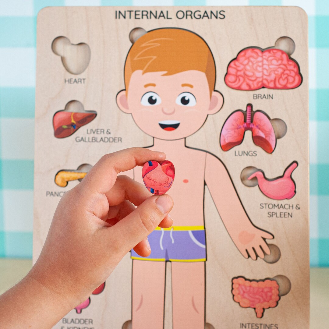 Human Body Matching Activity Wood Internal Organs Wooden - Etsy Australia