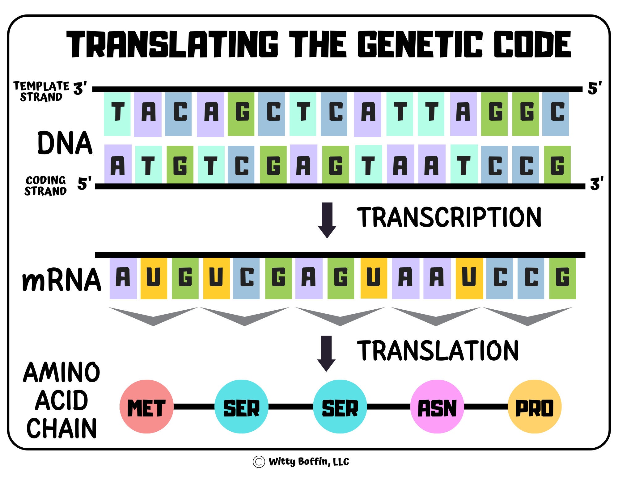 Genetics Posters Science Classroom Decor Middle School - Etsy