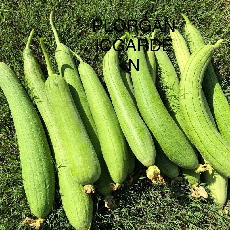 Luffa - Etsy