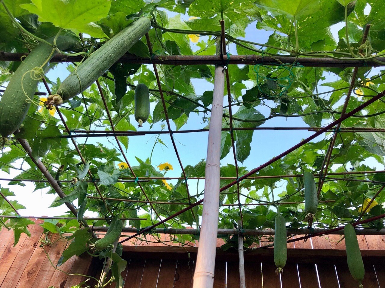 Luffa Organic Seeds/ Muop Huong/ Taiwan Okra Seeds - Etsy