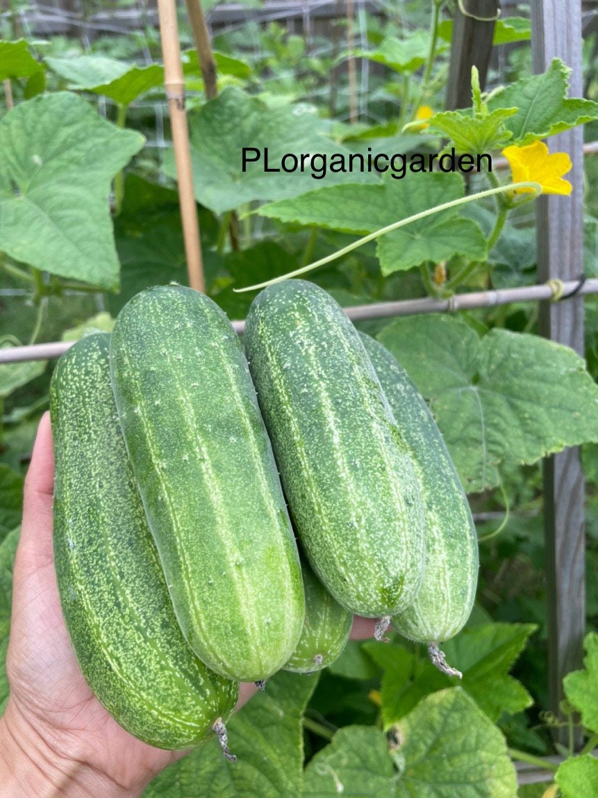 Thai Cucumber Seeds/ Vietnam Cucumber/asian Cucumber Seeds - Etsy