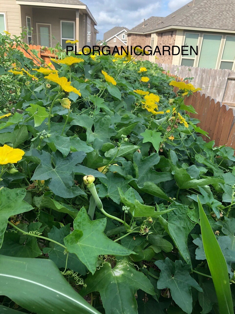 Luffa Organic Seeds/ Muop Huong/ Taiwan Okra Seeds - Etsy