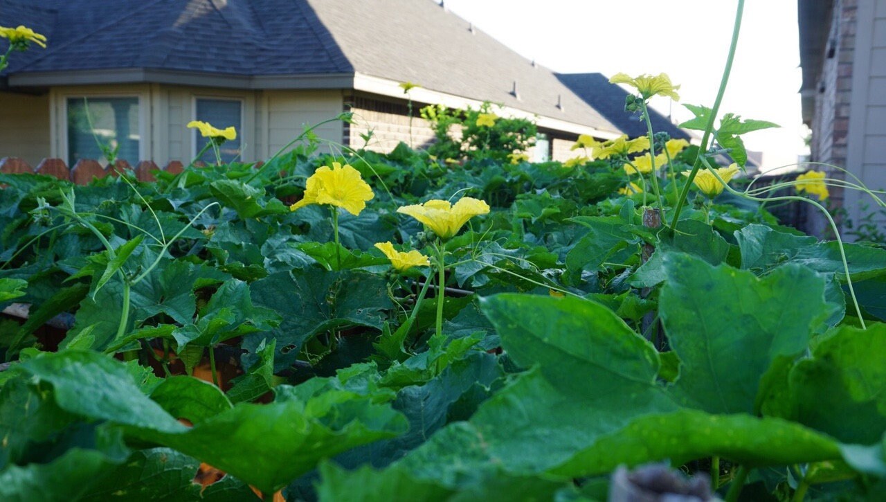 Asian Angled Luffa/ Muop Khia/ Squash 25 Organic Seeds - Etsy