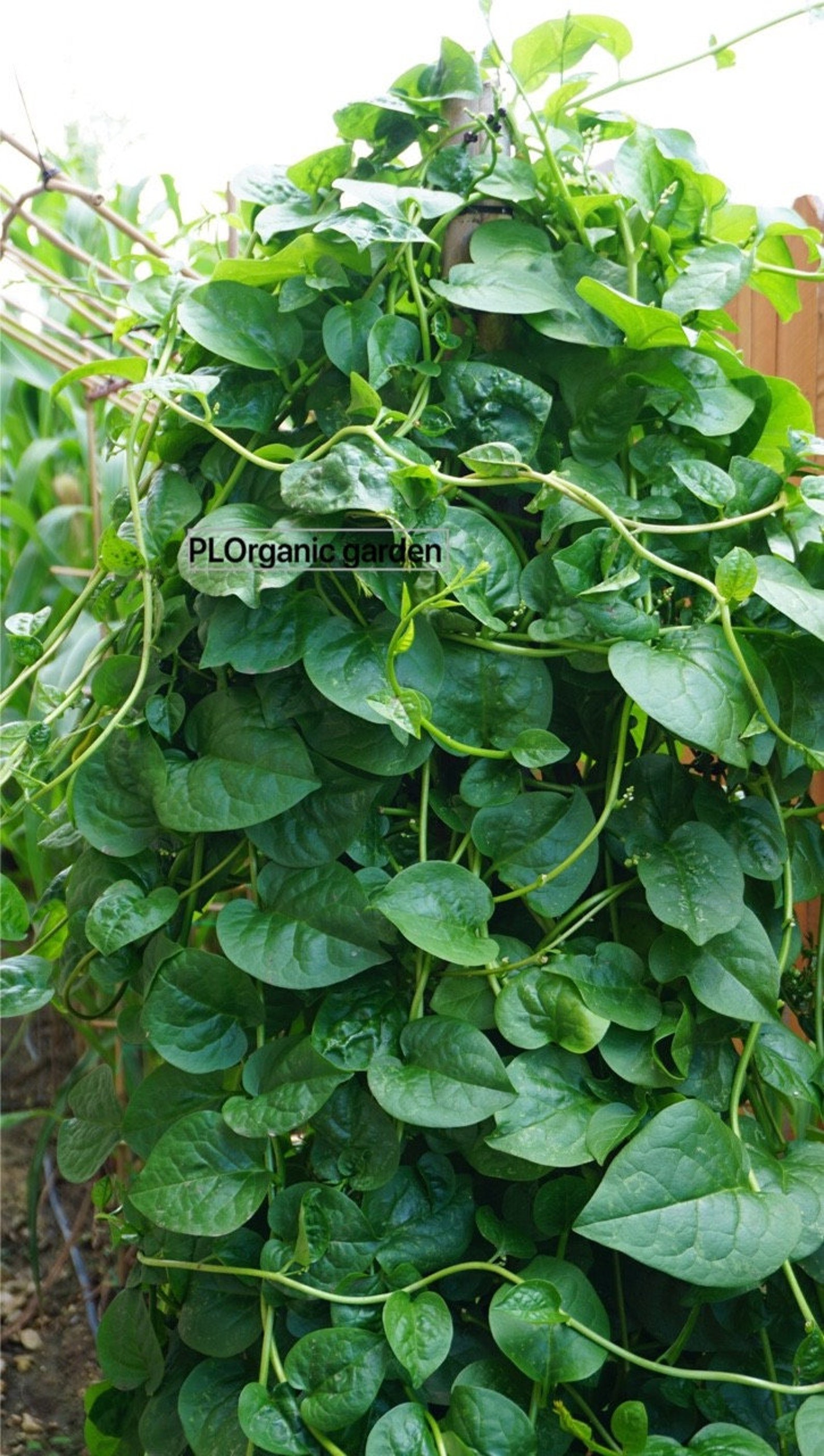 Malabar Spinach Seeds/ Hat Giong Mong Toi - Etsy