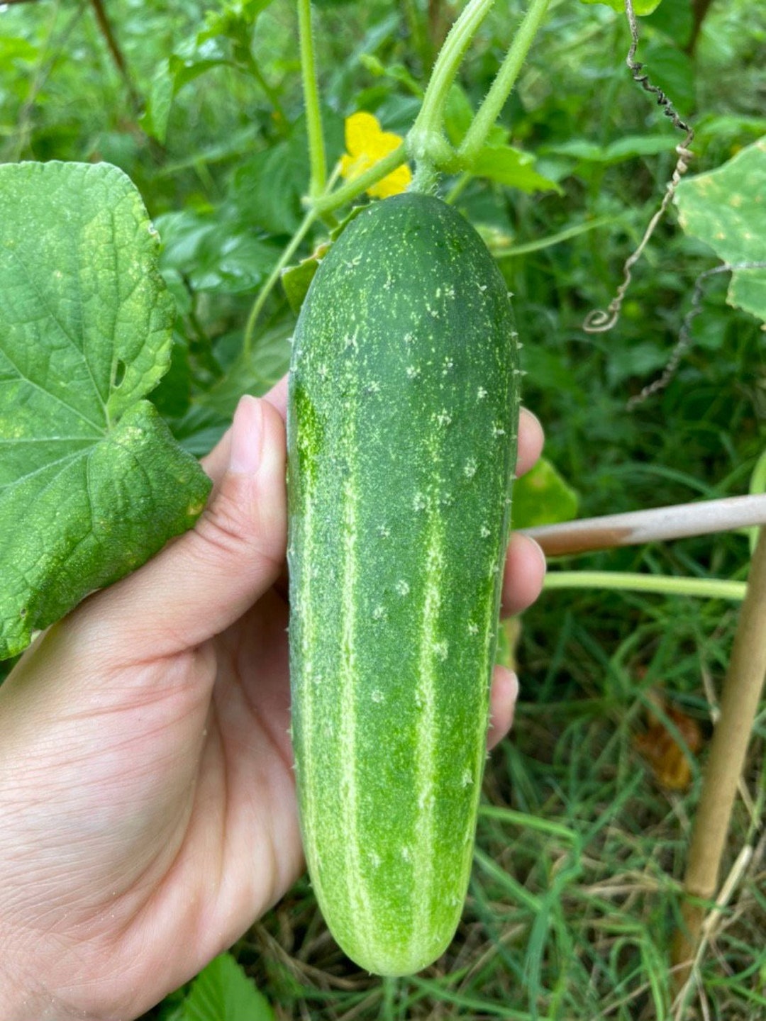 Thai Cucumber Seeds/ Vietnam Cucumber/asian Cucumber Seeds - Etsy