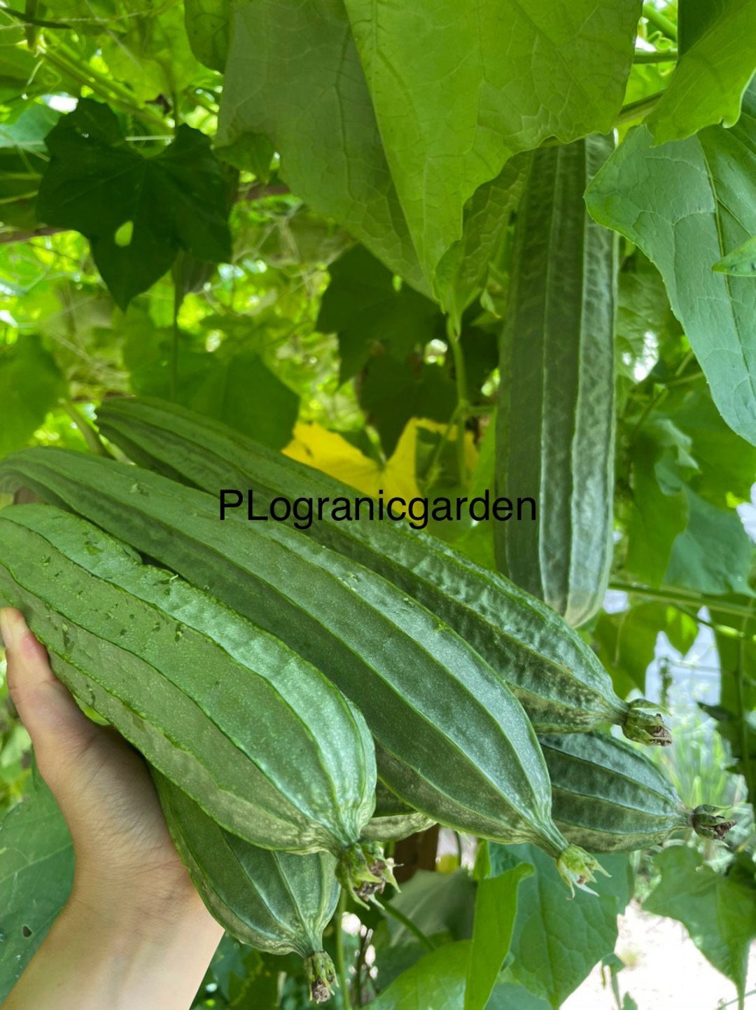 Asian Angled Luffa/ Muop Khia/ Squash 25 Organic Seeds - Etsy