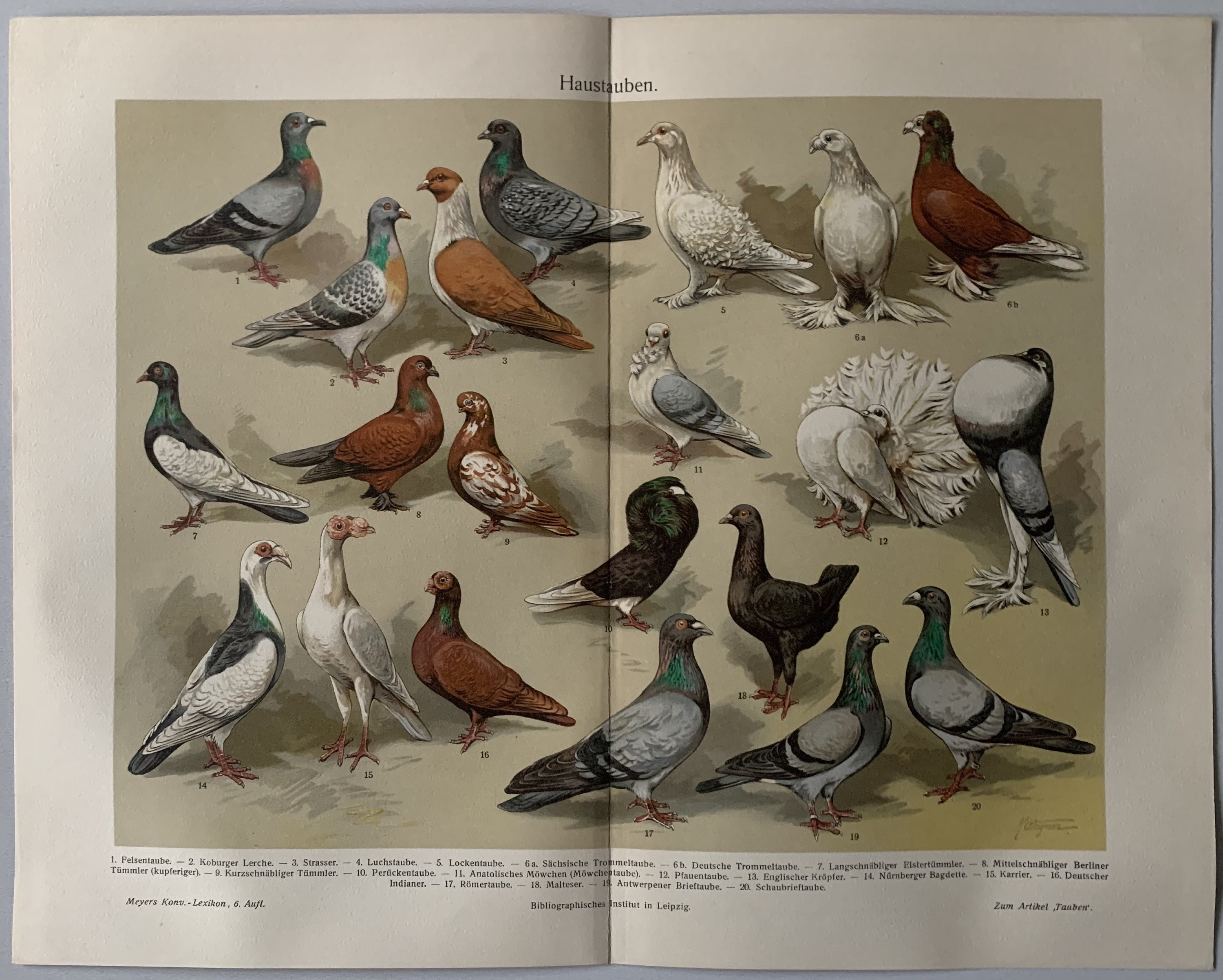 Types Of Homing Pigeons