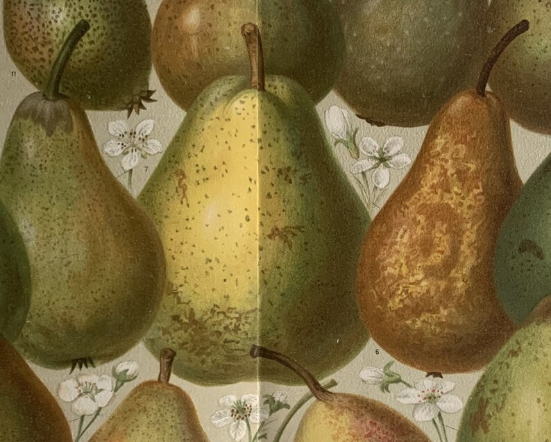 Fruit / Orig. 1895 Antique Chromolitho of Pears - Etsy