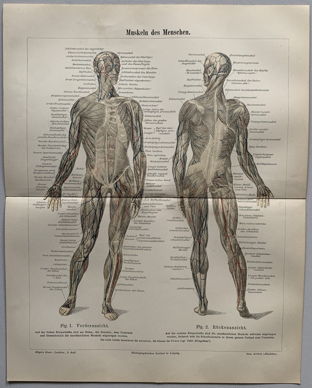 Anatomy / Orig. 1897 Antique Lithograph of the Human Muscle Chart - Etsy