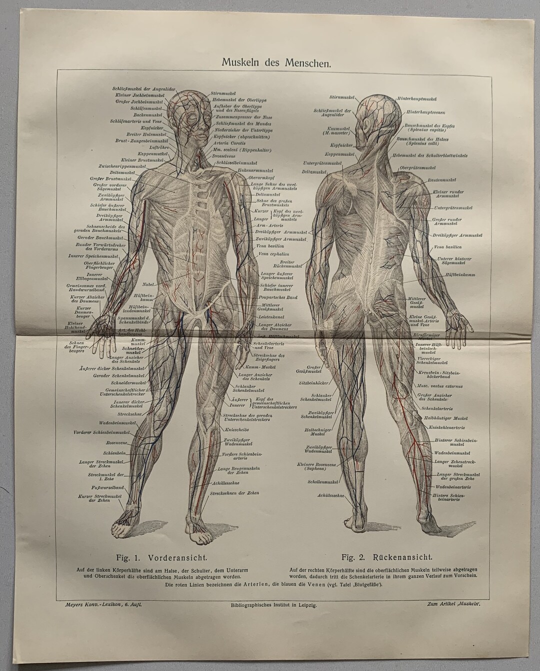 Anatomy / Original 1906 Antique Lithograph of the Human Muscle Chart - Etsy