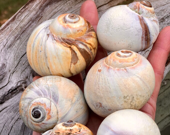 6 MULTI-STRIPED Large Northern Moon Snail Shells, Colorful Mega Moon ...