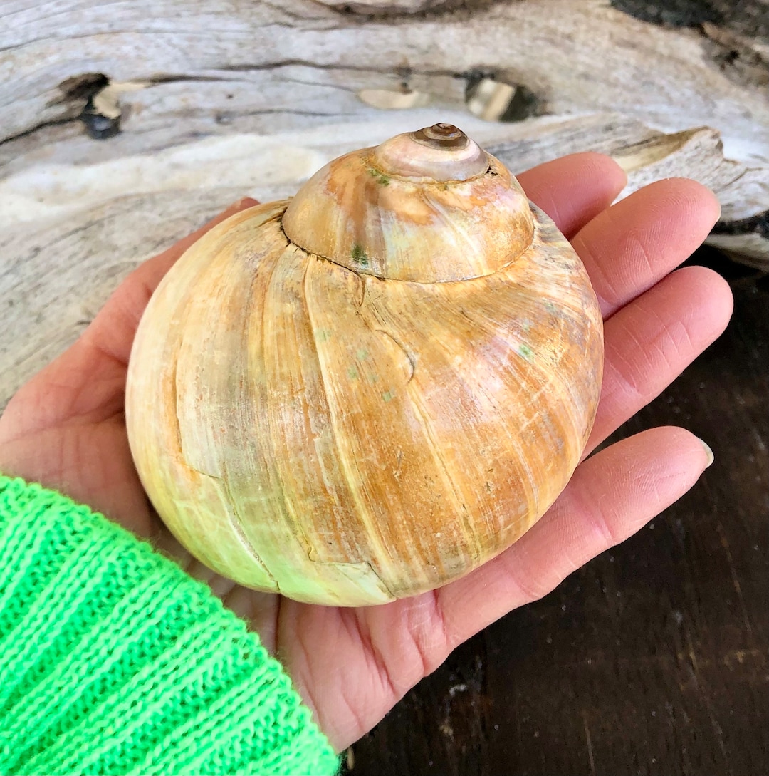COLOSSAL JUMBO-SIZED Rose Gold Northern Moon Snail Shell, Colorful Mega ...
