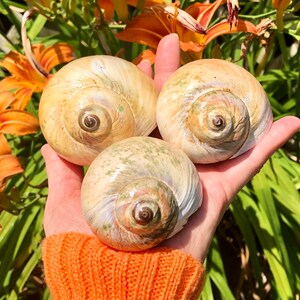 3 SPOTTED DARK PEACH Large Northern Moon Snail Shells, Colorful ...