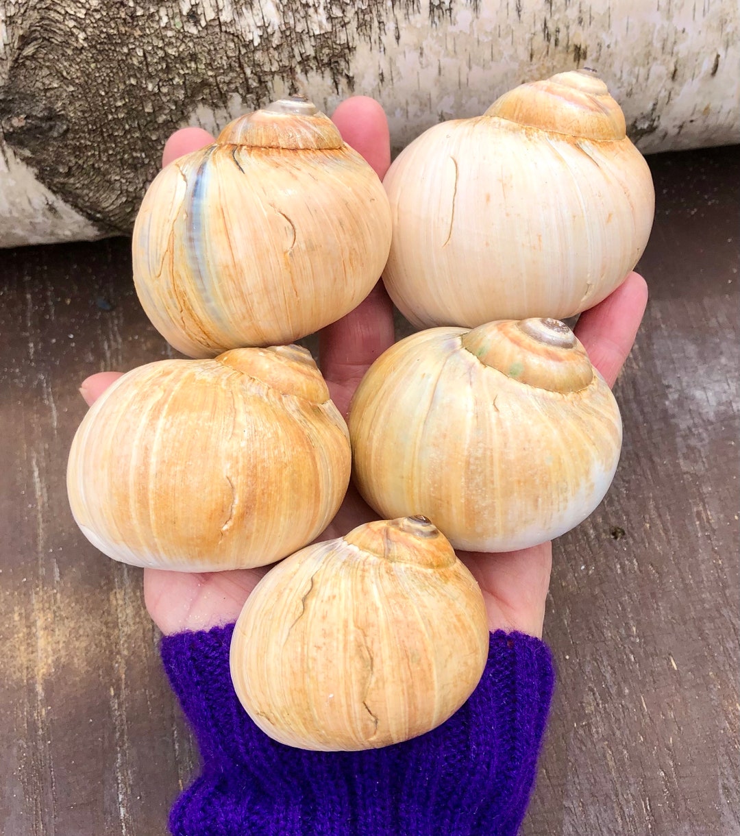 5 PURPLE & DARK HONEY Striped Northern Moon Snail Shells, Five Colorful ...